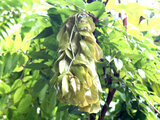 Brownea ariza | Brownea ariza | Flower Database