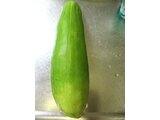 Oriental pickling melon | Cucumis melo var. conomon | Flower Database