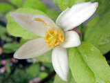 Lemon | Citrus limon | Flower Database