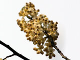Litsea cubeba | Litsea cubeba | Flower Database