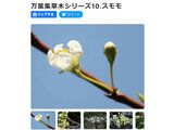 万葉集草木シリーズ10.スモモ | Flower Database