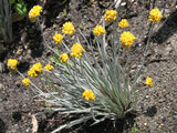 コットントップ | Conostylis candicans 'silver sunrise’ | かぎけん花図鑑