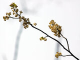Litsea cubeba | Litsea cubeba | Flower Database