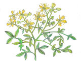 Ruta graveolens | Ruta graveolens | Flower Database