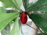 Miracle fruit | Synsepalum dulcificum | Flower Database