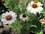 Tricolor daisy | Glebionis carinat | Flower Database
