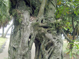 Ficus superba | Ficus superba | Flower Database