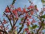 Ilex Rotunda | Ilex rotunda thunb | Flower Database