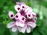 Fair Ellen geranium | Pelargonium quercifolium cv. | Flower Database