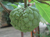 Annona squamosa | Annona squamosa | Flower Database