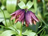 Fritillaria camschatcensis | Fritillaria | Flower Database