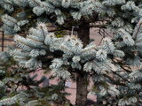 Blue spruce 'Hoopsii' Picea pungens | Picea pungens | Flower Database