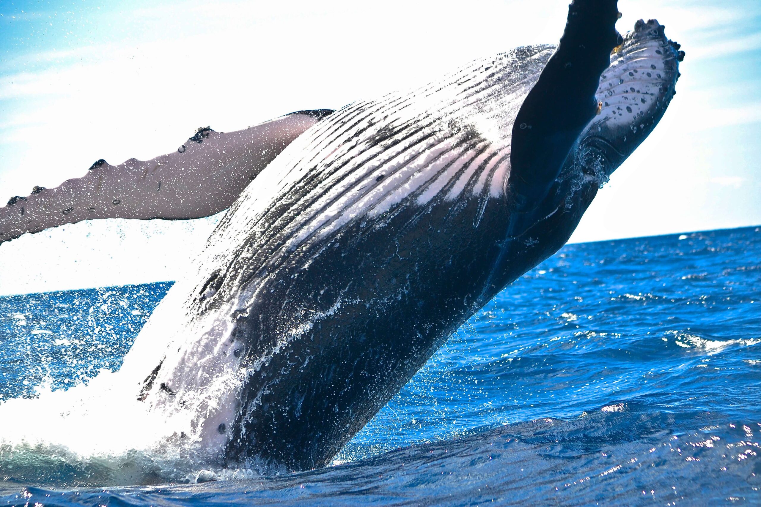 Saving Marine Mammals One Habitat at a Time: Here’s What a Special Task ...