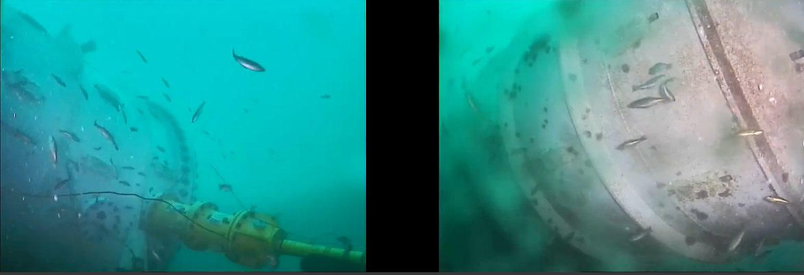 Microsoft's underwater data center has live fish cams - Freediving in ...