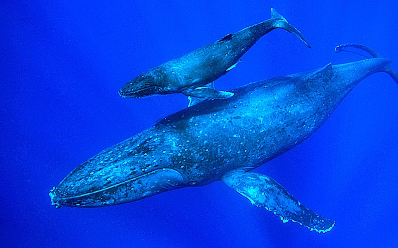 Swimming with Humpback Whales in Tonga - Freediving in United Arab ...