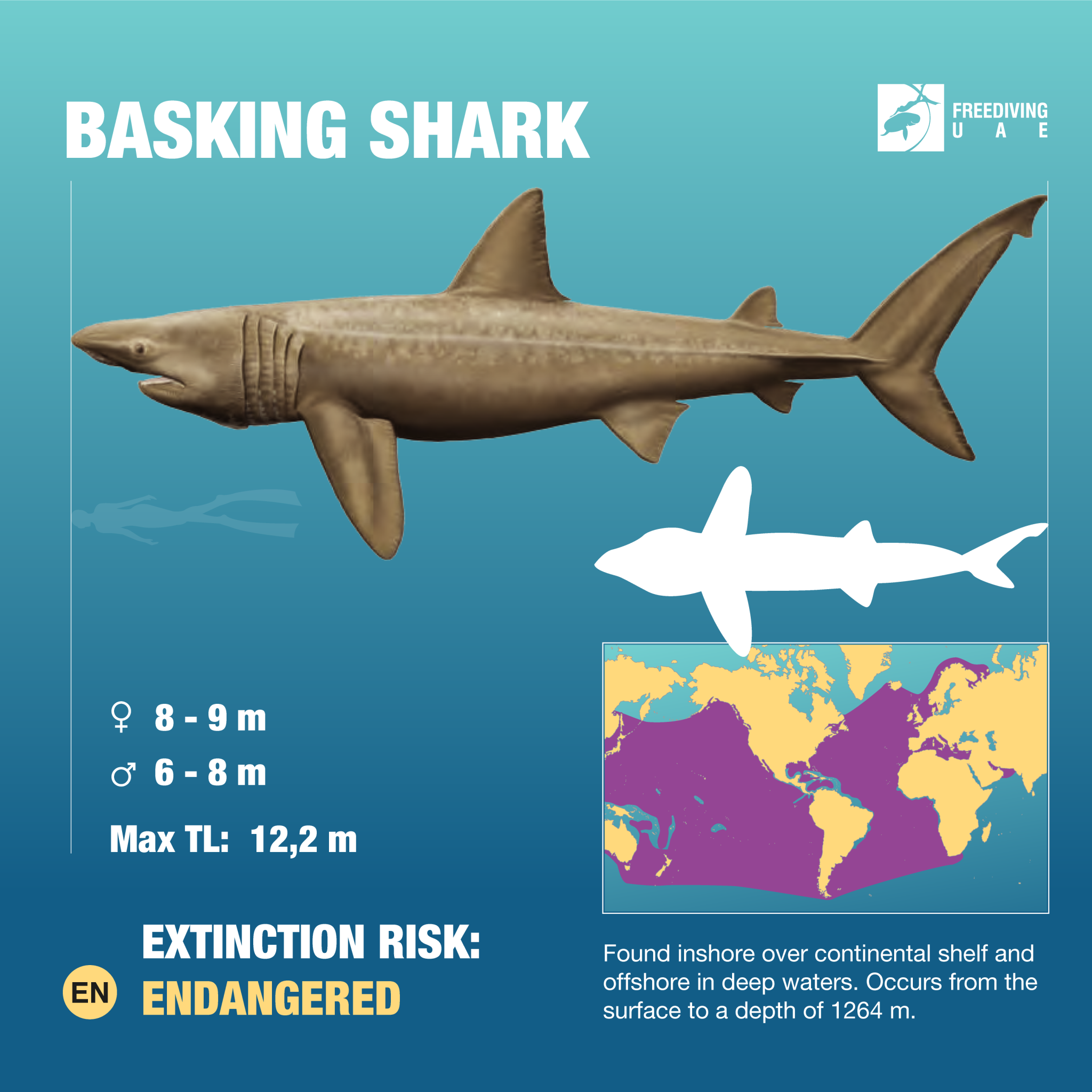 Basking shark - Freediving in United Arab Emirates. Courses ...