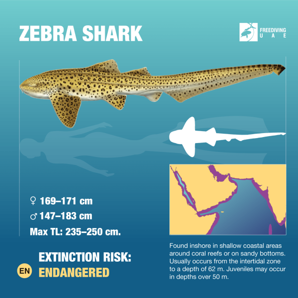 Zebra Shark - Freediving in United Arab Emirates. Courses, Certificates ...
