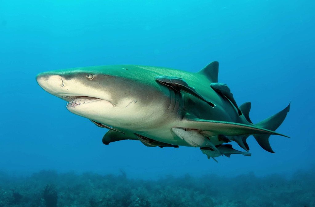 Sharptooth Lemon Shark - Freediving in United Arab Emirates. Courses ...