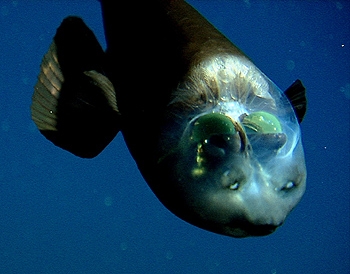 The fish with glass head: Barreleye fish - Freediving in United Arab ...