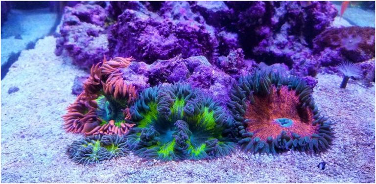 Discover an under-appreciated gem of a reef aquarium. - Freediving in ...