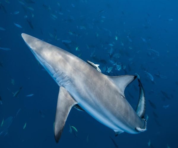 Spinner Shark - Freediving in United Arab Emirates. Courses ...