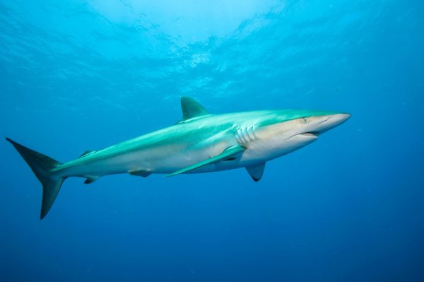 Silky Shark - Freediving in United Arab Emirates. Courses, Certificates ...
