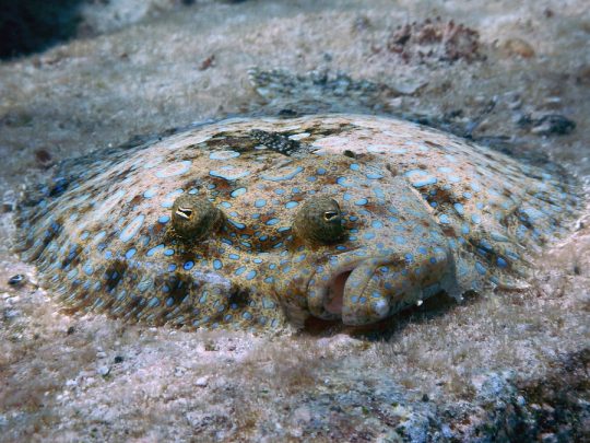 Peacock Flounder - Freediving in United Arab Emirates. Courses ...