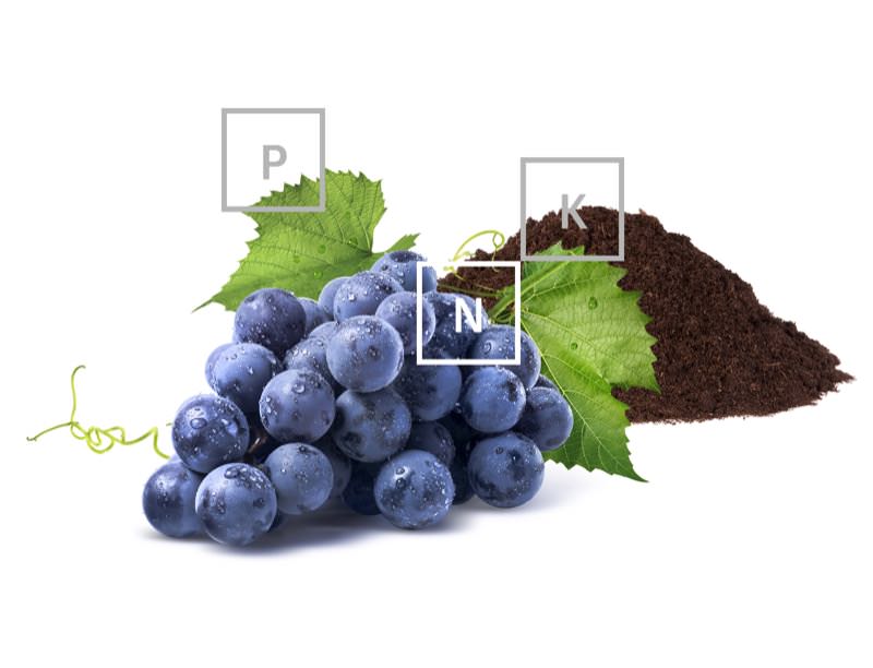 Fruition analytics - Advanced vineyard monitoring solution
