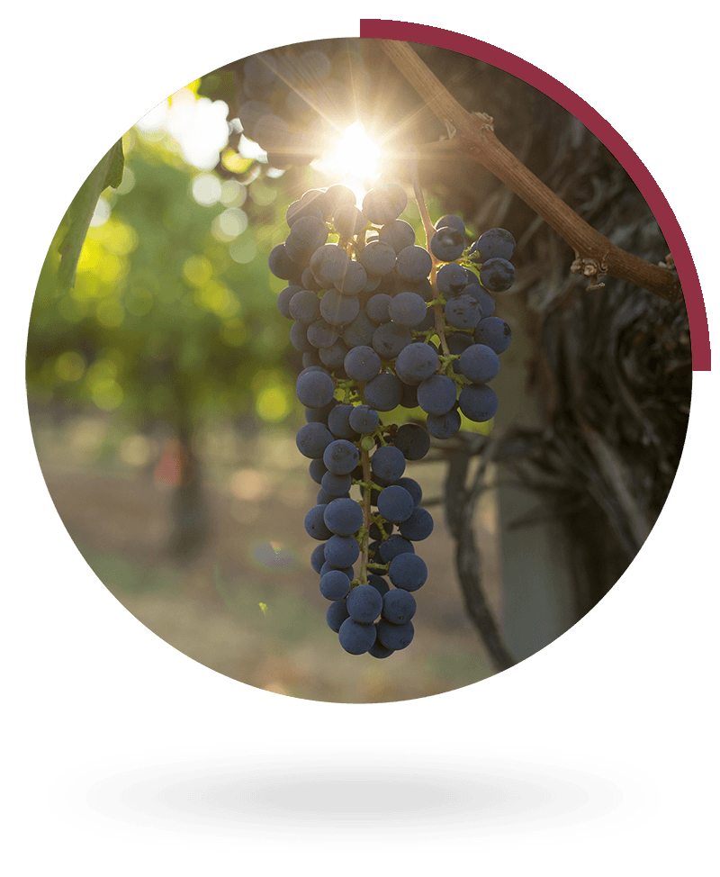 Fruition analytics - Advanced vineyard monitoring solution