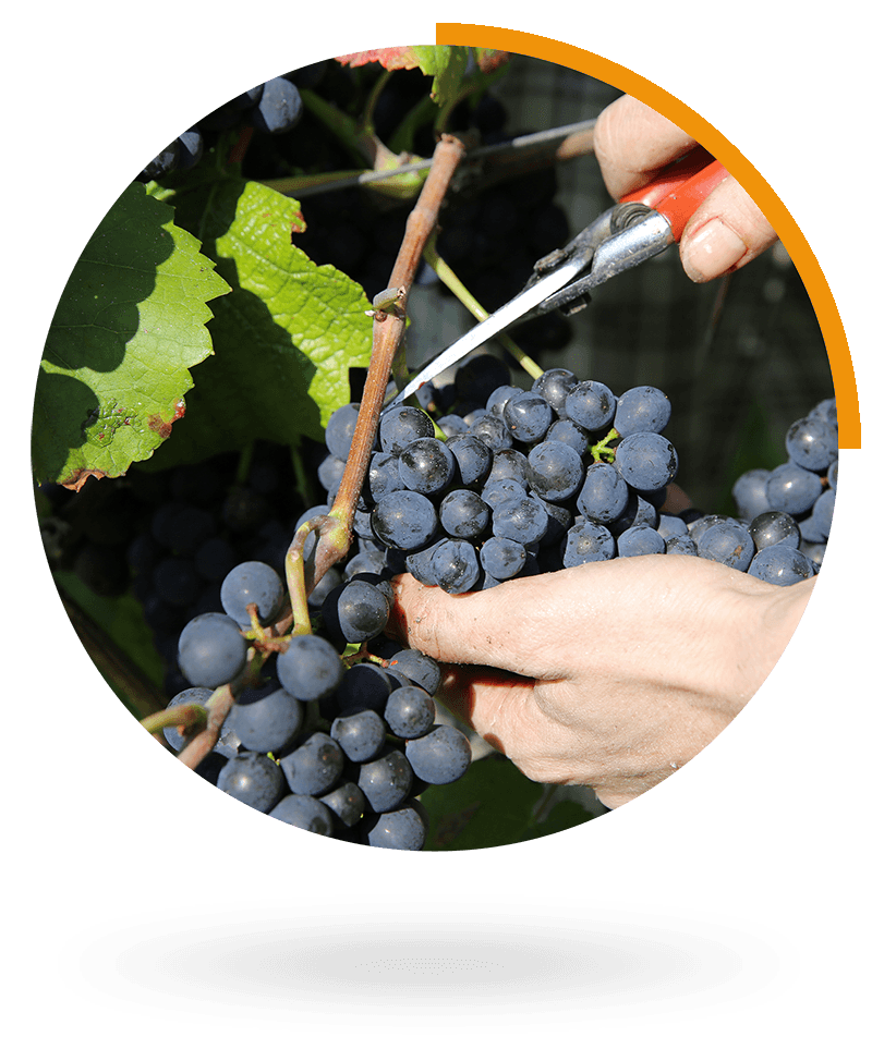 Fruition analytics - Advanced vineyard monitoring solution