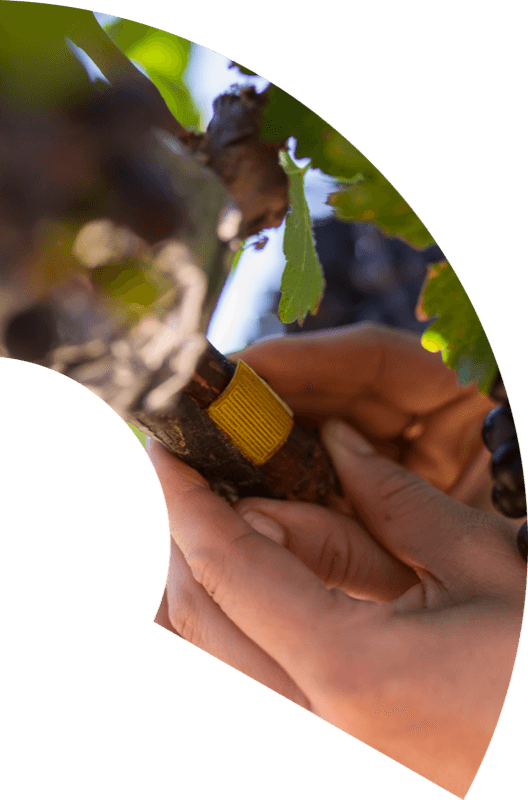 Fruition Sciences | Cultivate knowledge in viticulture