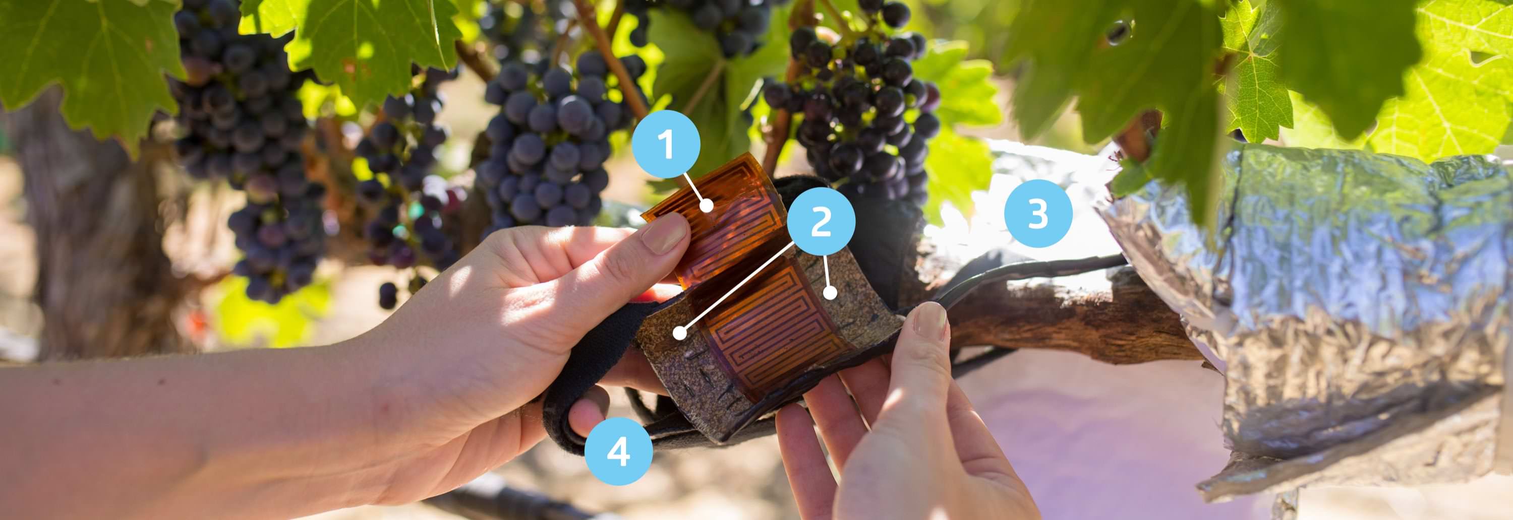 Fruition Sap Flow - Real-time sensors for optimal irrigation