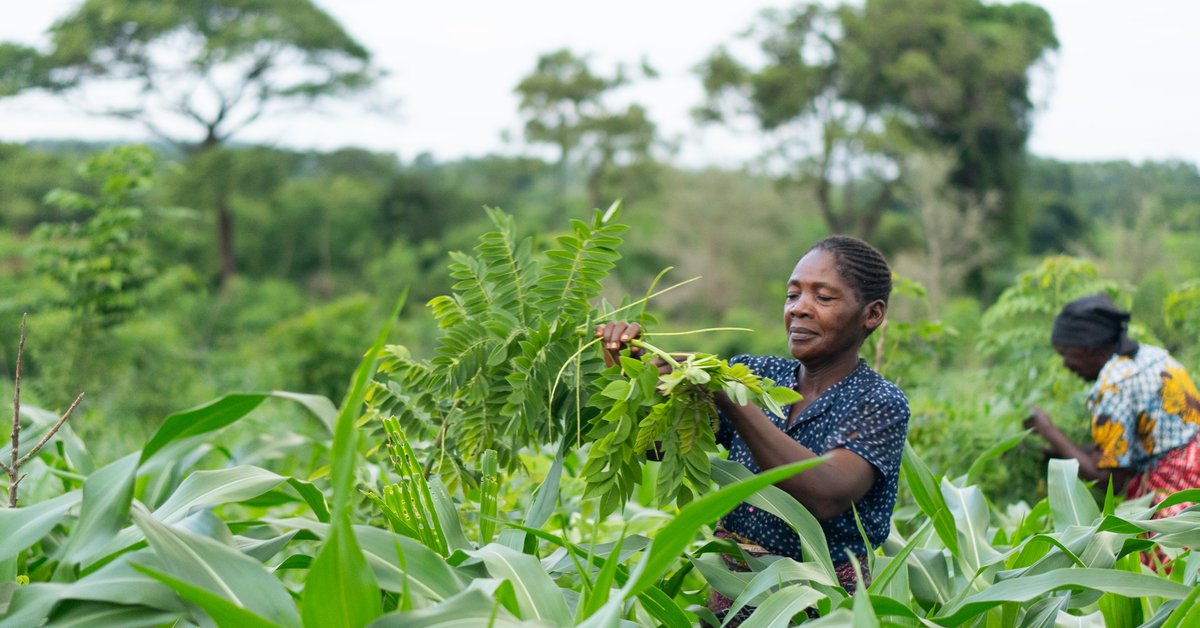 How agroforestry is improving landscapes and lives in Zambia - FT Channels