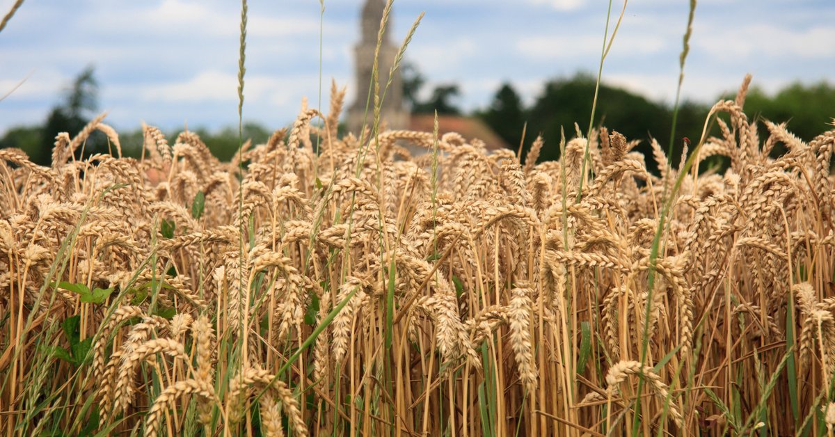 French organic farming explores the unconventional - FT Channels