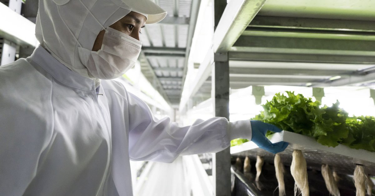 Vertical farming finally grows up in Japan - FT Channels