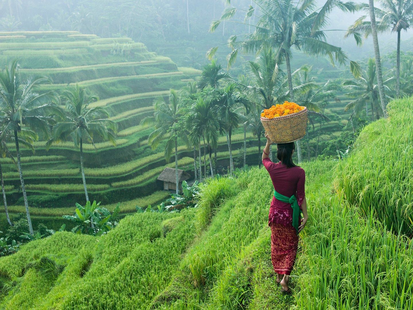 Ubud Rice Terrace Tour | Bali Tegalalang Rice Terraces & More