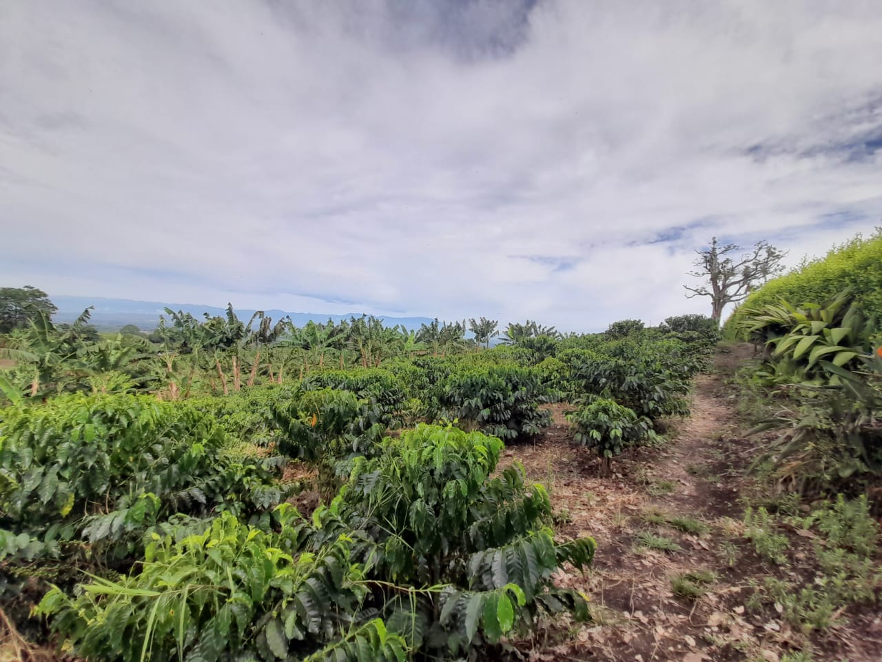 Venta de Lote / terreno en Arabia, Pereira risaralda – 279059182