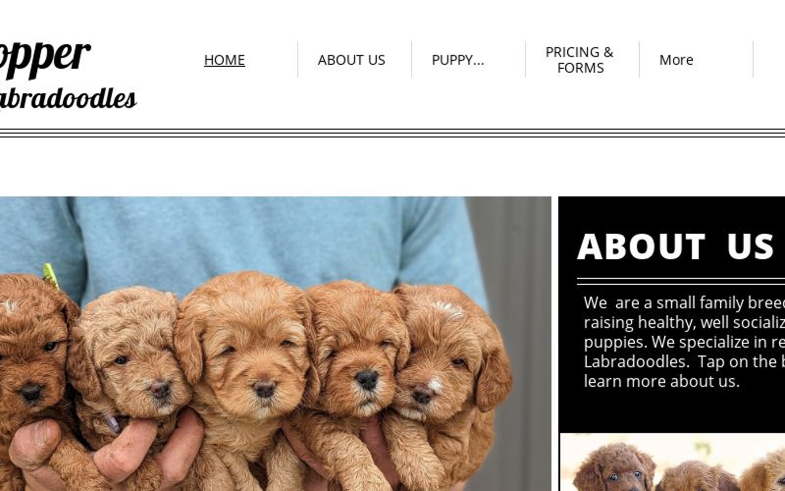 HOME [copperminilabradoodles.com]