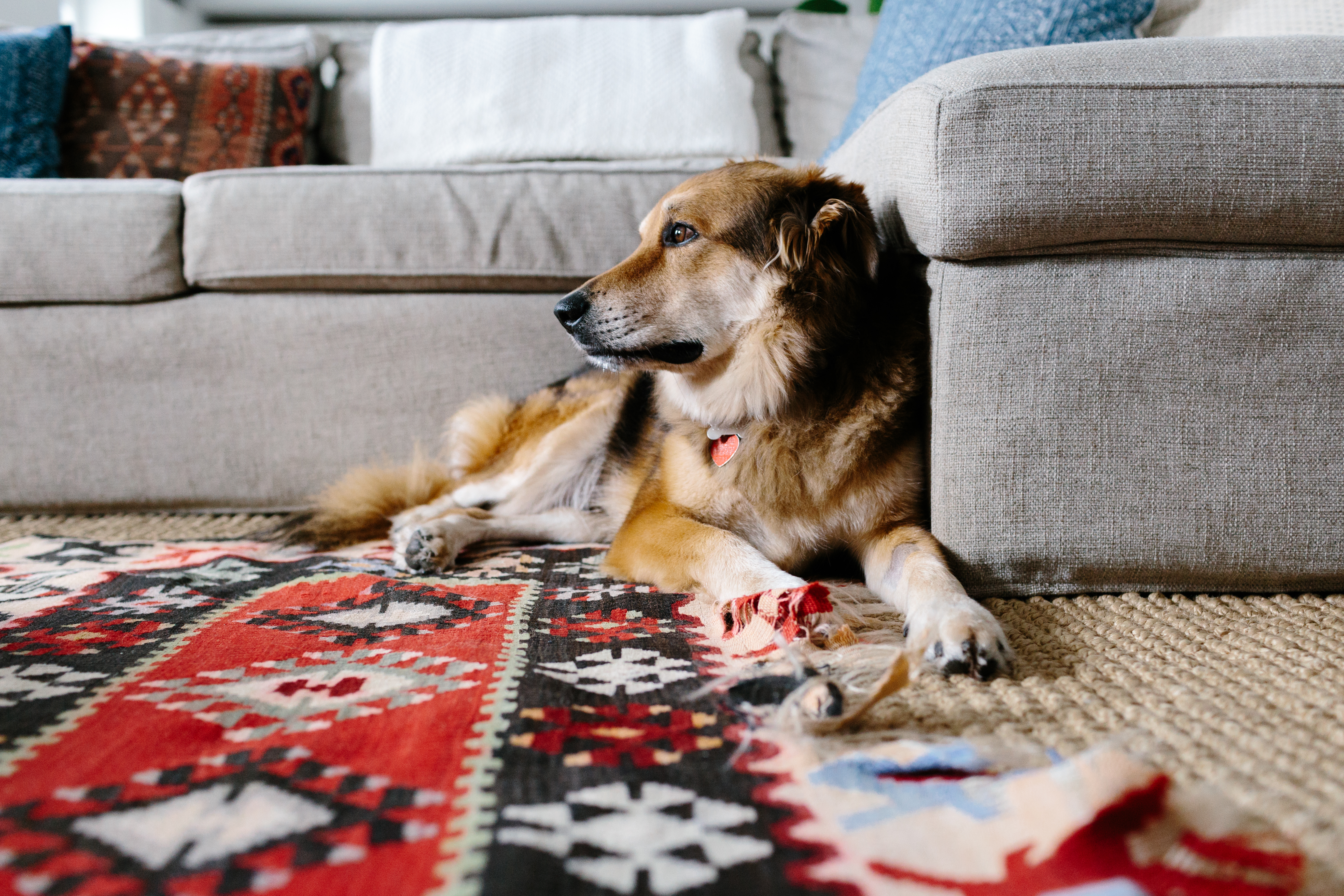 Dog carpet store