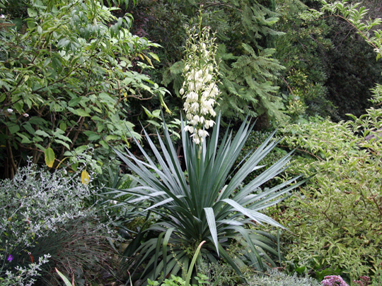 Izote Flower | Best Flower Site