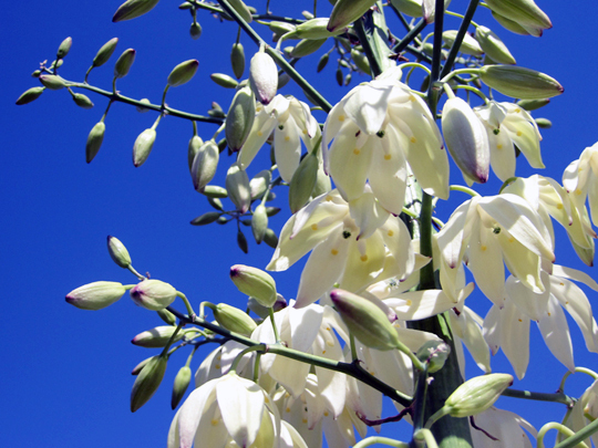 Izote Flower | Best Flower Site