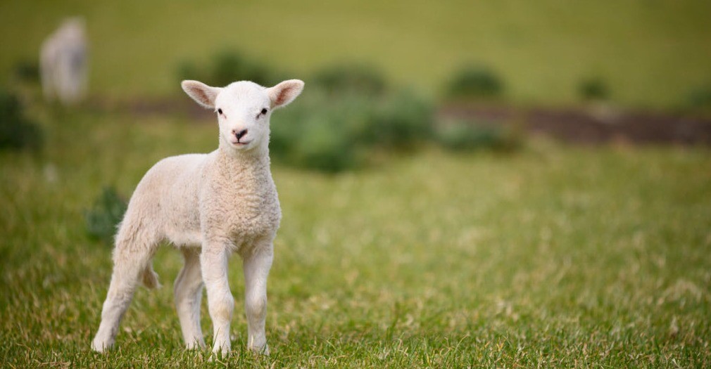 Domba dan Gembala - GKI Duta Mas