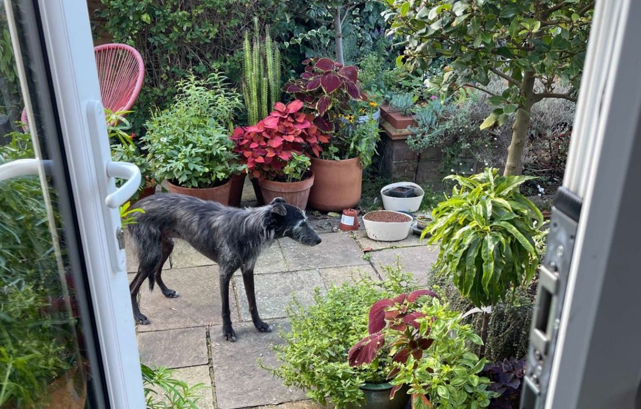 What my lurcher taught me about light - Jane Perrone writes on Scribehound