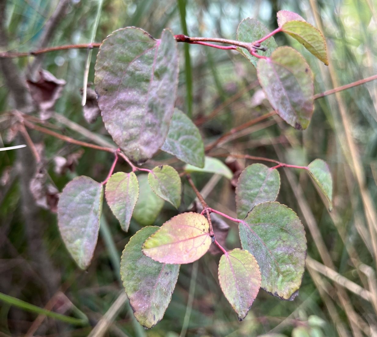 Discover the Science and Wonder of Awesome Autumn - Prof Alistair ...