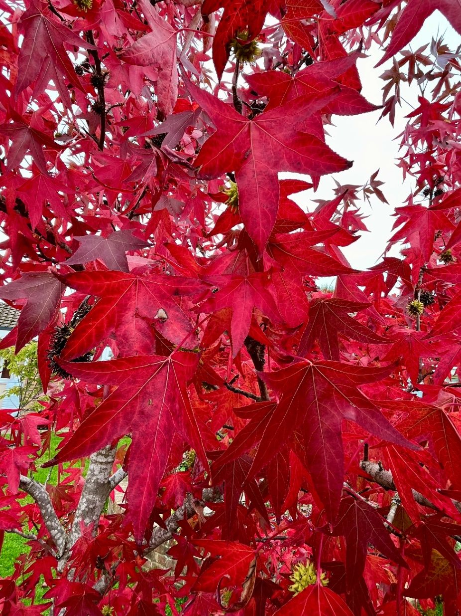 Discover the Science and Wonder of Awesome Autumn - Prof Alistair ...