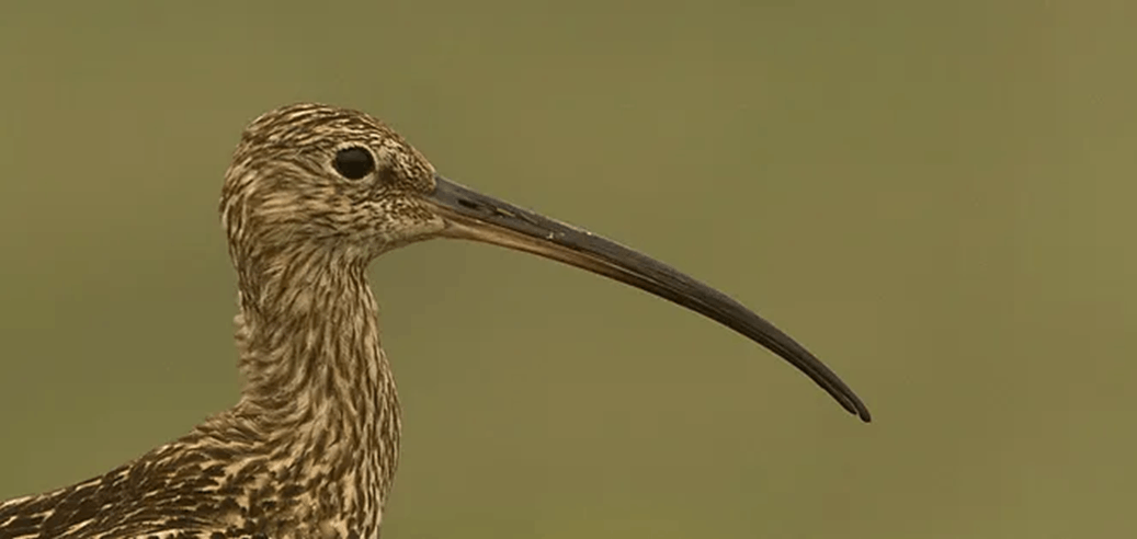When did you last hear a curlew? - John Miller writes on Scribehound ...