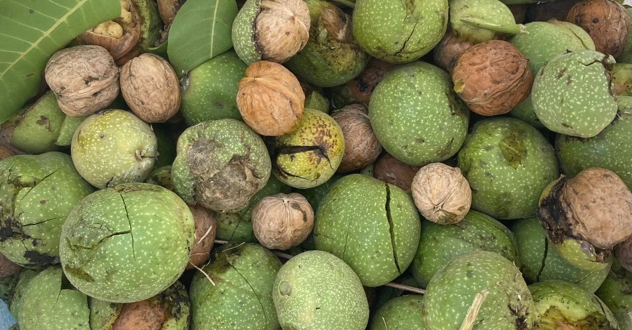 The Walnuts of Uzbekistan: "Harvest Home" in Central Asia - Patrick ...