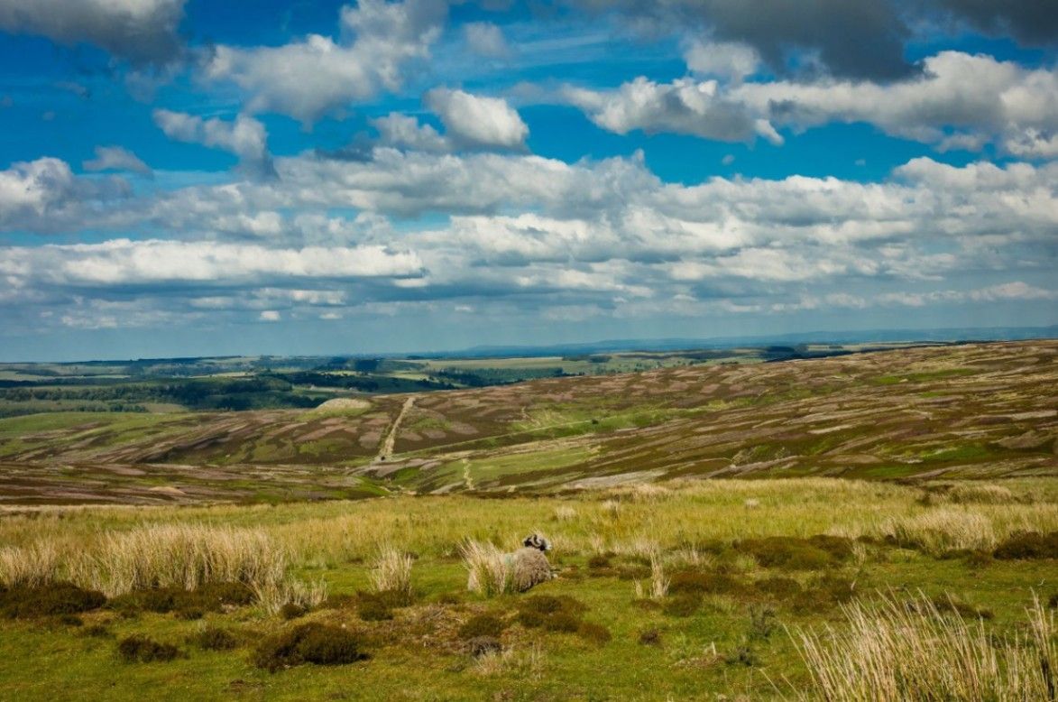Beyond the Teletubbies: Debunking Rod Liddle's grouse moor rant - Ian ...