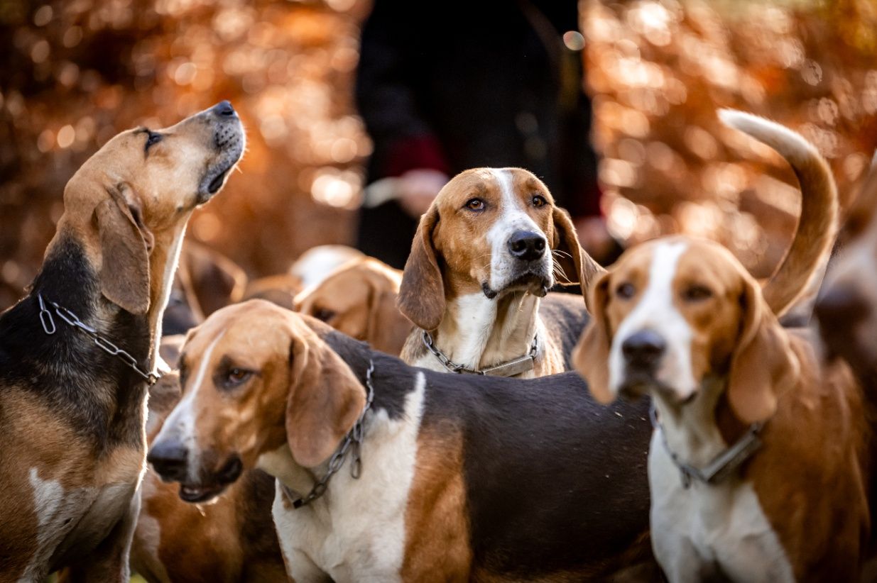 Getting the Horn - Hunting Stags and Wild Boar with Hounds in France ...