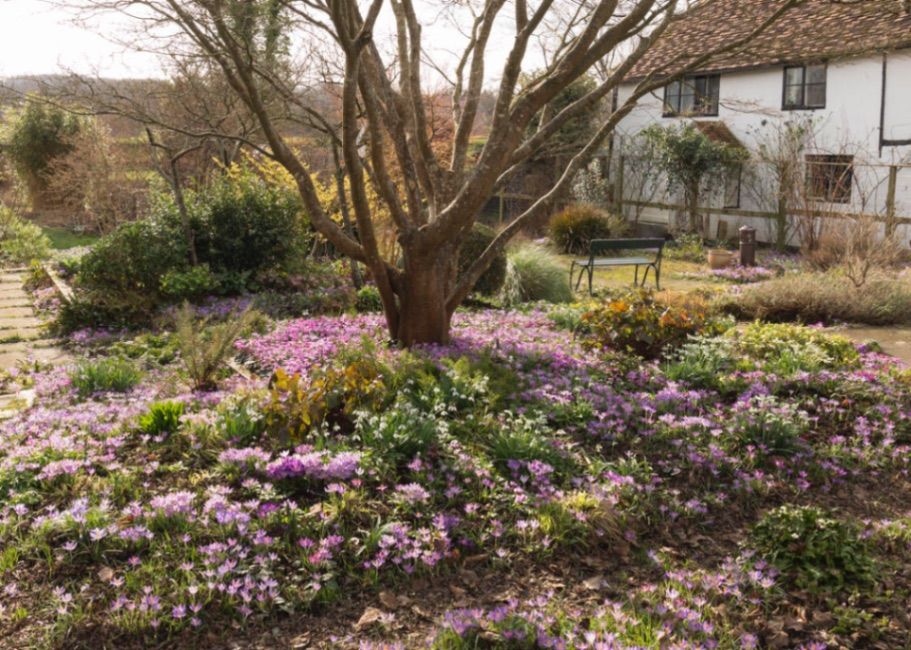 Queen of the Hellebores: The Extraordinary Life of Elizabeth Strangman ...